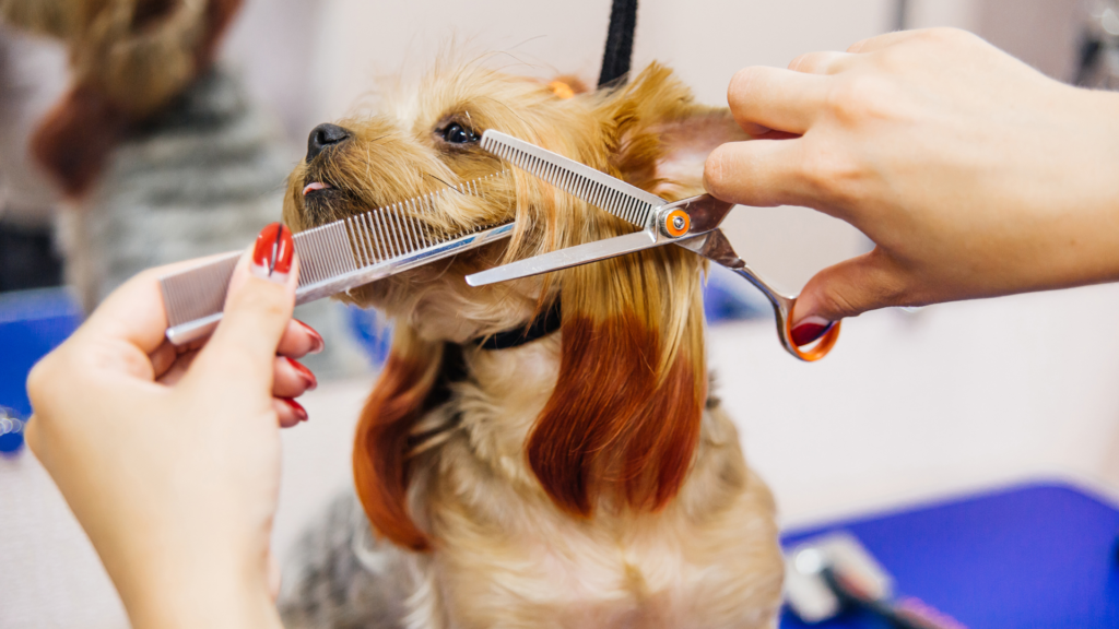 Medical Grooming - Boca Palms Animal Hospital